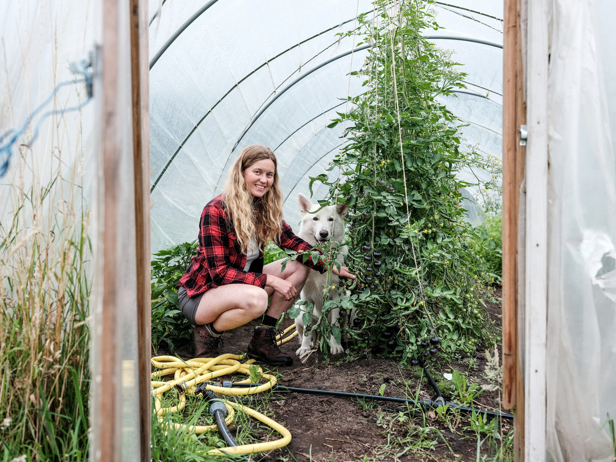 Ellen teelt intens smakende tomaten: ‘Ik houd van ze, omdat ze zoveel ...