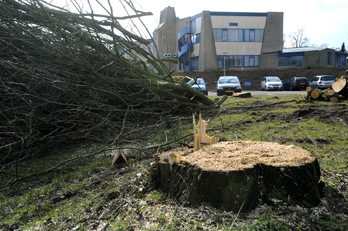 Kritiek op verdere versoepeling kapregels in Berkelland: ‘Bomen tot 25 ...