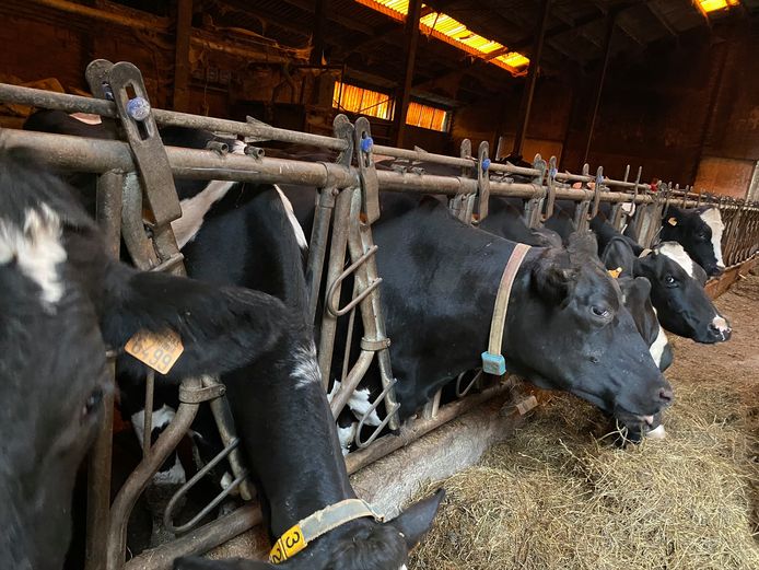 Familie Mertens zet deuren van melkveebedrijf open tijdens Dag van de ...