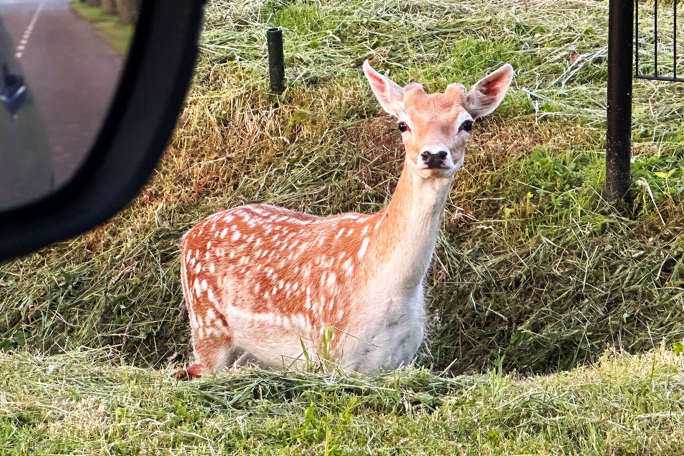 Damherten gespot op weg in Liempde, fotograaf legt ze vast | Foto | AD.nl