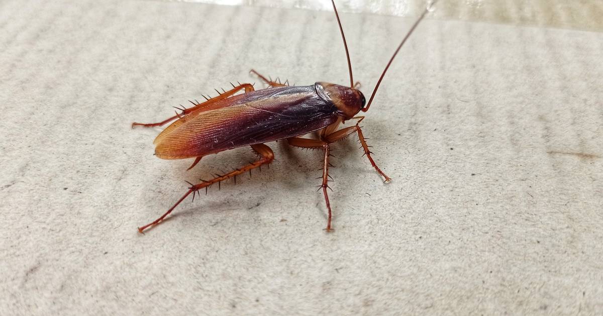 Waarom je koffie nodig hebt om kakkerlakken te verjagen | Vieze ...