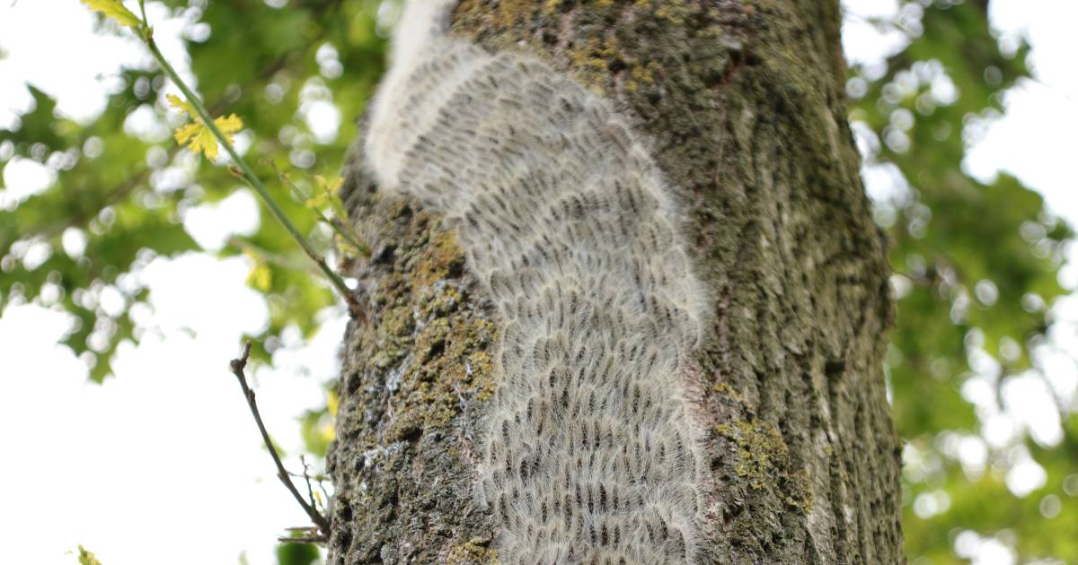 In meer dan 650 Hilversumse bomen zit een nest van de ...