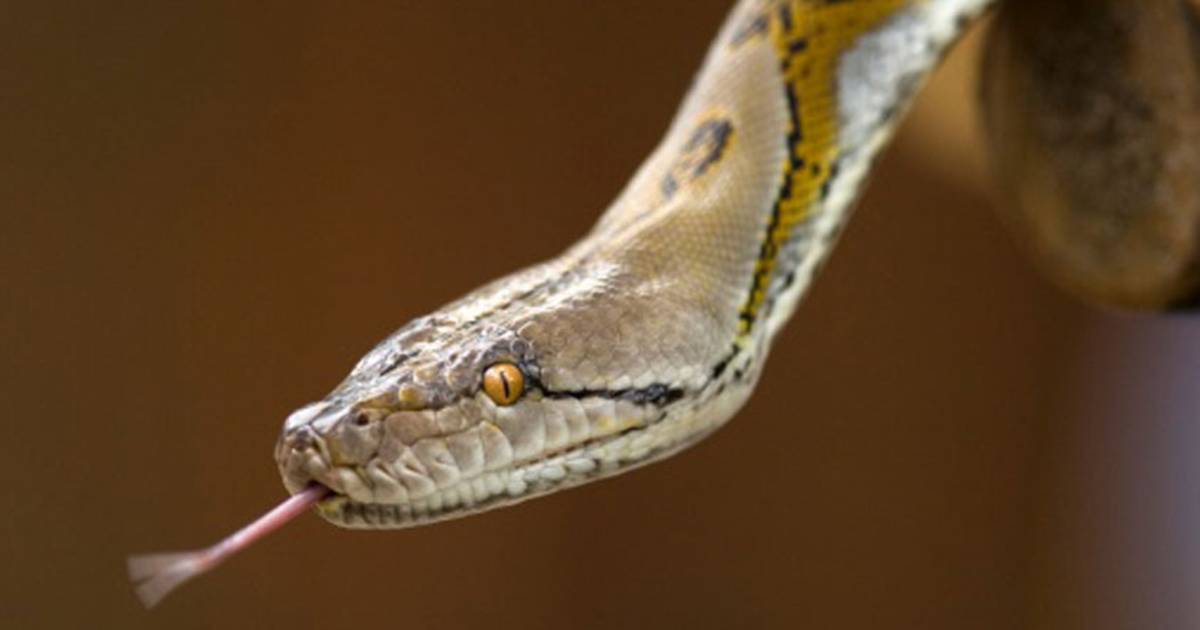 Vrouw vindt python in toilet | Bizar | hln.be