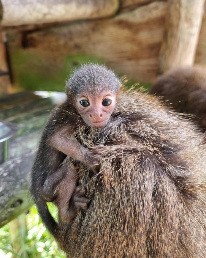 Hoera! Bijzonder aapje, de rode titi, geboren in Avifauna | Alphen | AD.nl
