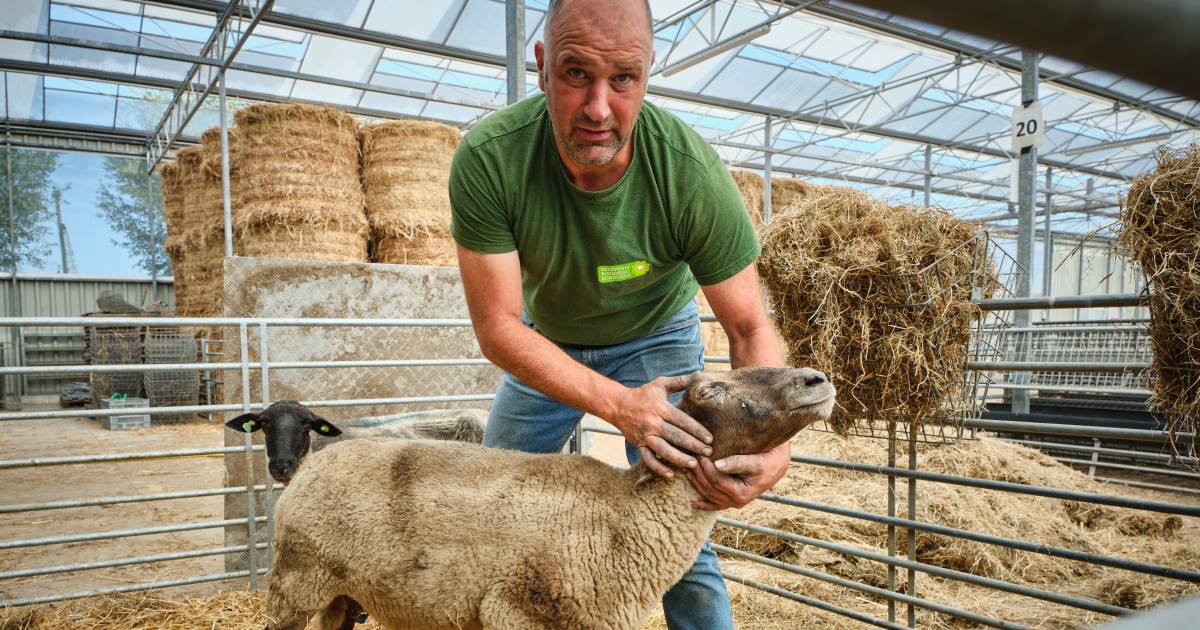 Herder Martin rent in onderbroek achter schaap aan en hoort hoe ze ...