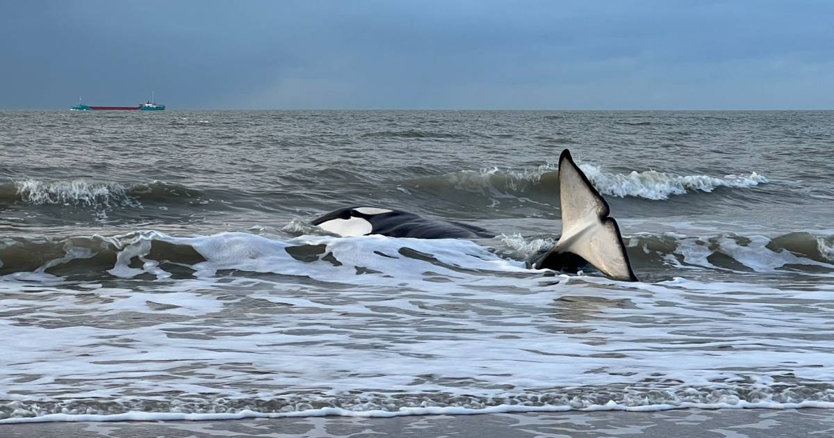 Zorgen om aangespoelde orka bij Cadzand: ‘Dit is heel zeldzaam’ | Binnenland | tubantia.nl