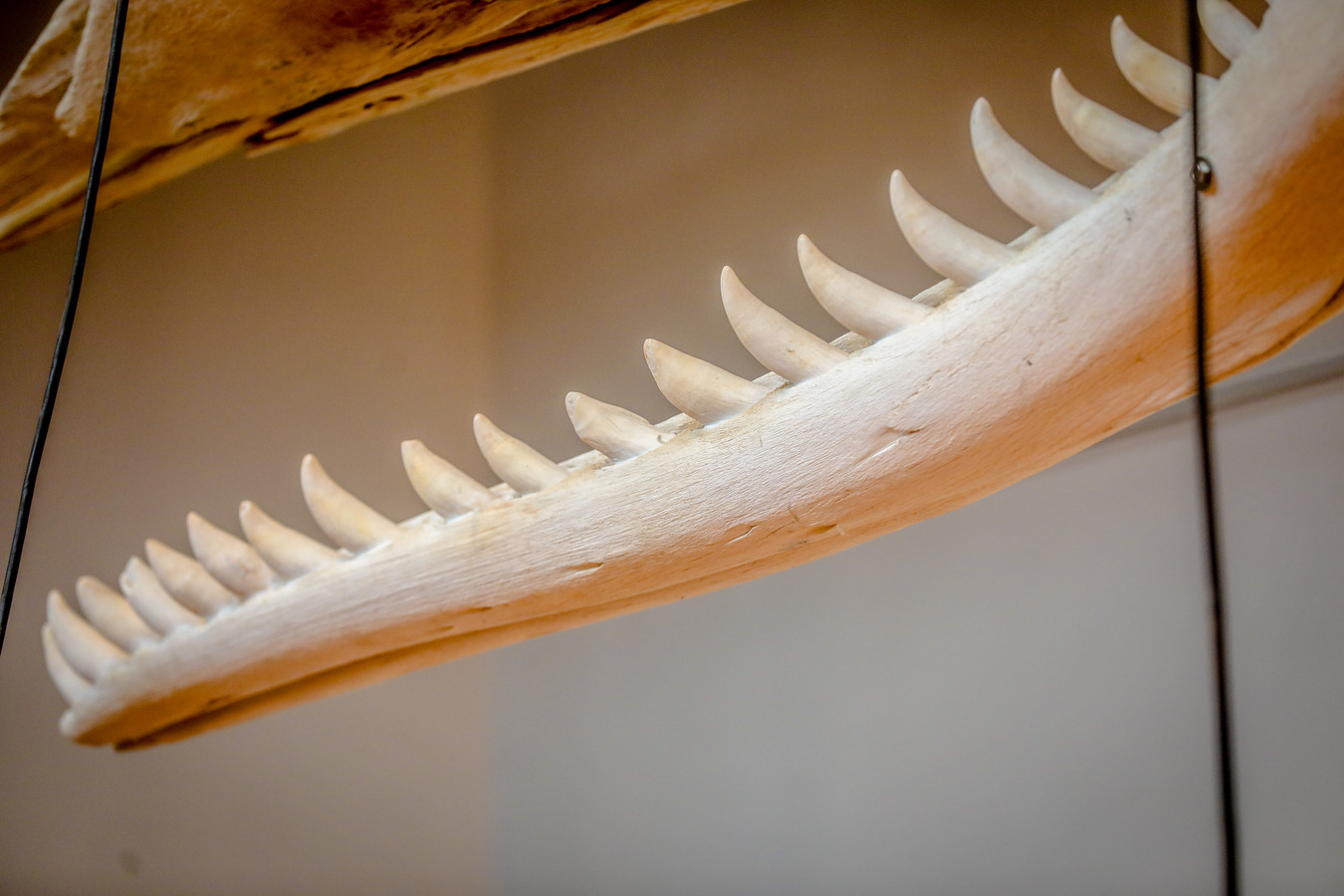 Potvis Valentijn hangt 35 jaar na zijn overlijden aan plafond van ...