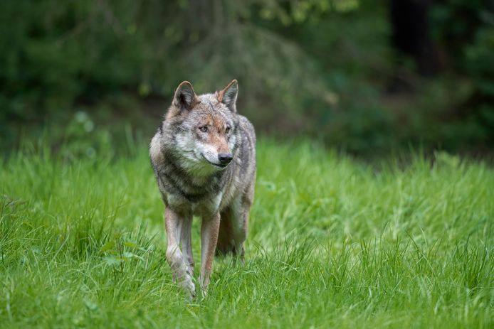 Stelling | Het doodschieten van de wolf in Drenthe was een logisch ...
