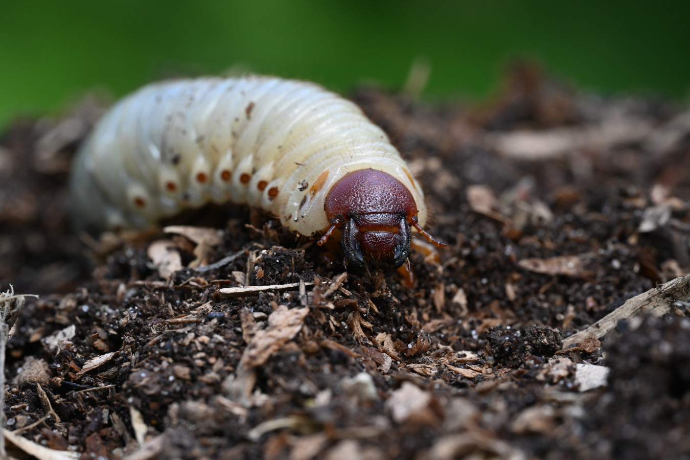 Engerlingen en vogels vreten voetbalvelden op: ‘Het is één doffe ...