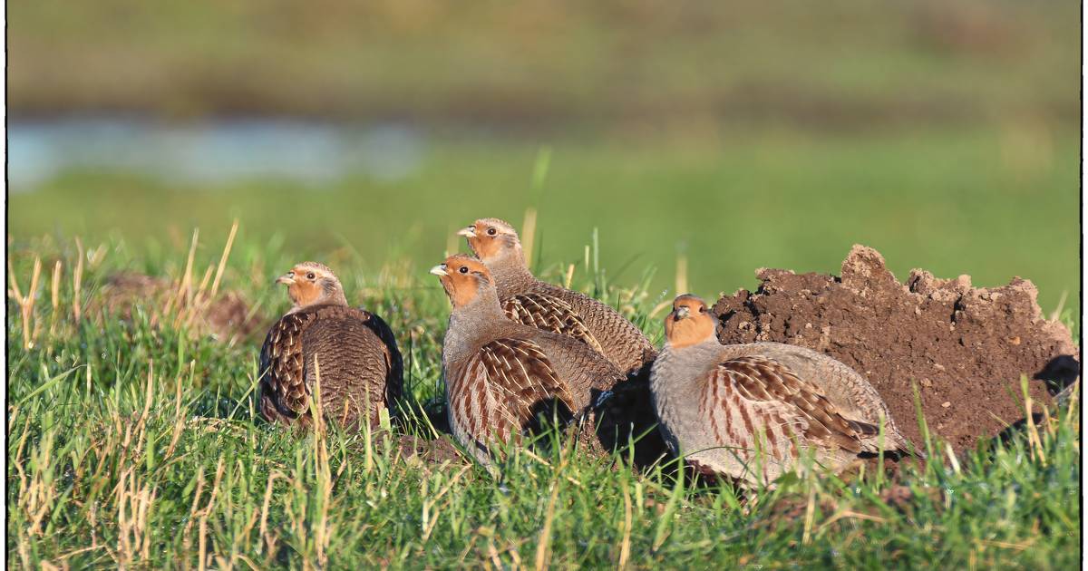 Als er niks verandert, ondergaat de patrijs hetzelfde lot als het ...