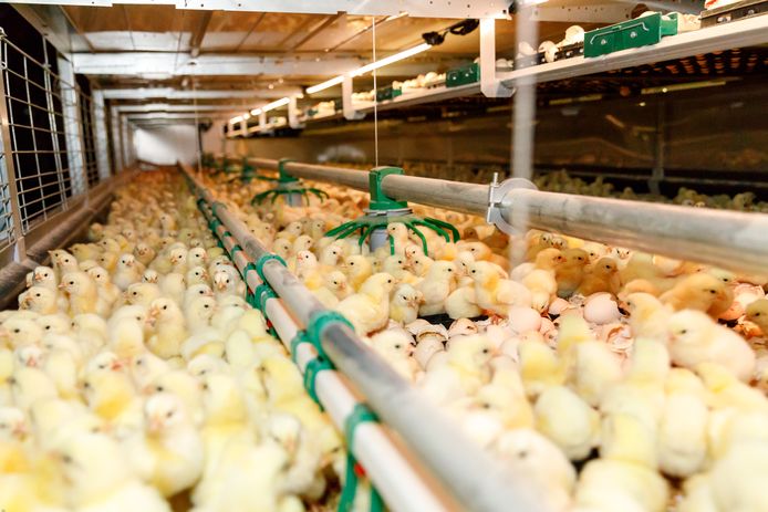 Deze kippenfabrikant langs A73 krijgt Liegebeest-trofee: 'Dieren in ...