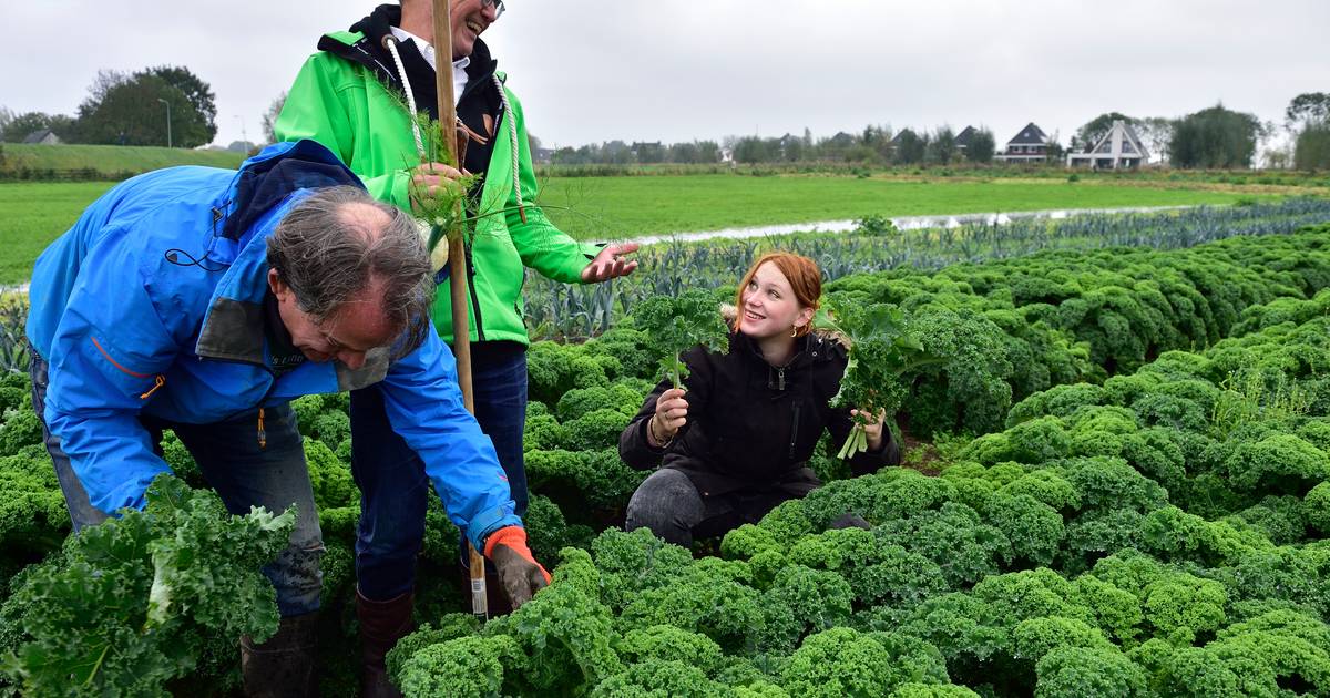 Stadsakker Gouda viert eerste, verlate oogst: ‘We hebben heel veel ...