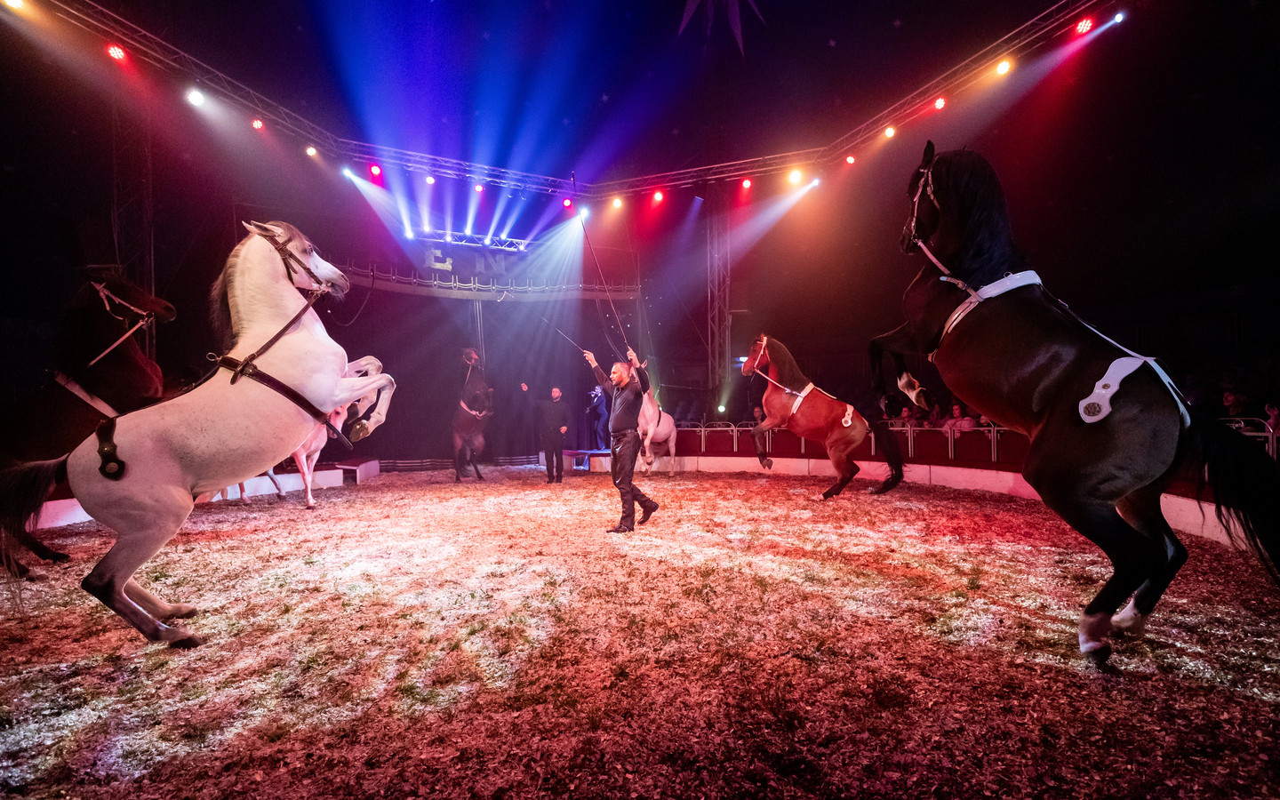 Circusvoorstellingen in Eindhoven met dieren, maar is dat nog wel van ...
