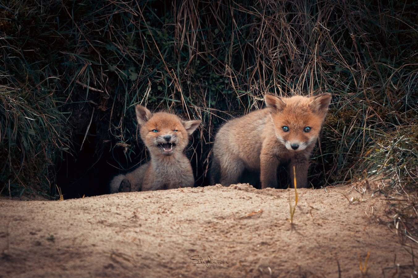 Zó schattig: Gentse Stephanie maakt prachtige foto’s van jonge vosjes ...