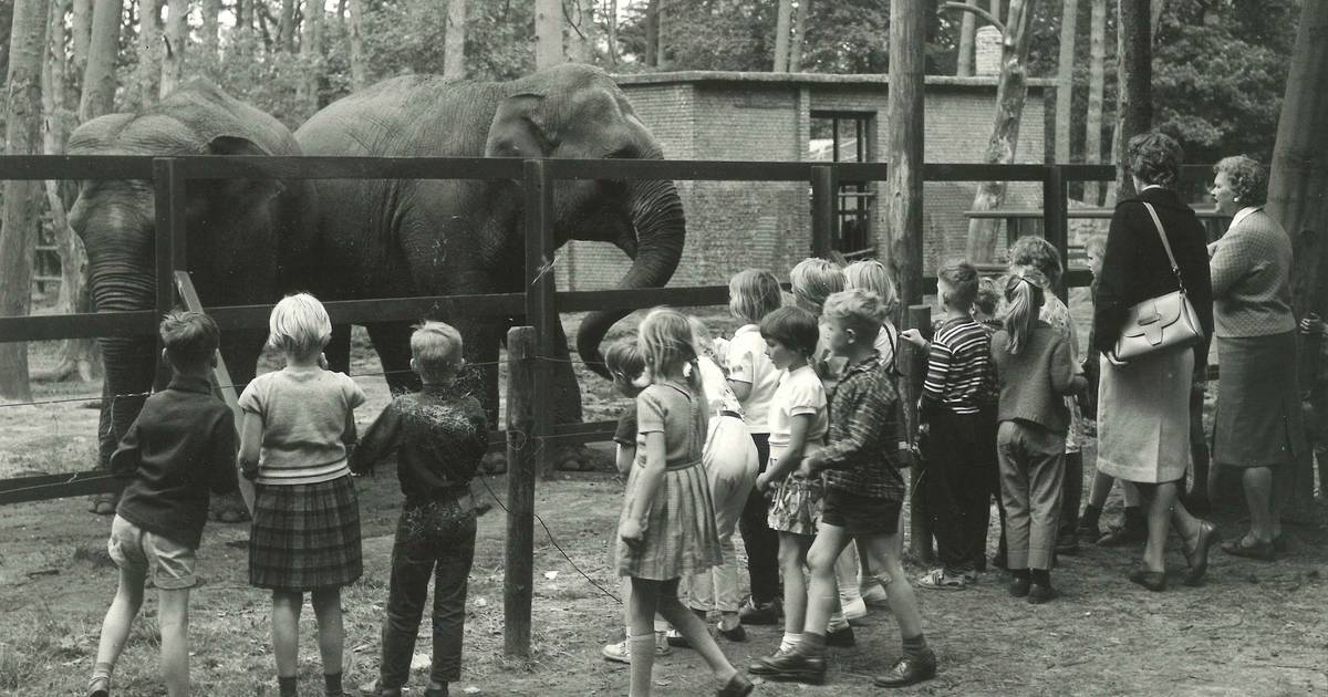 DierenPark Amersfoort blaast 75 kaarsjes uit en viert een jaar lang ...