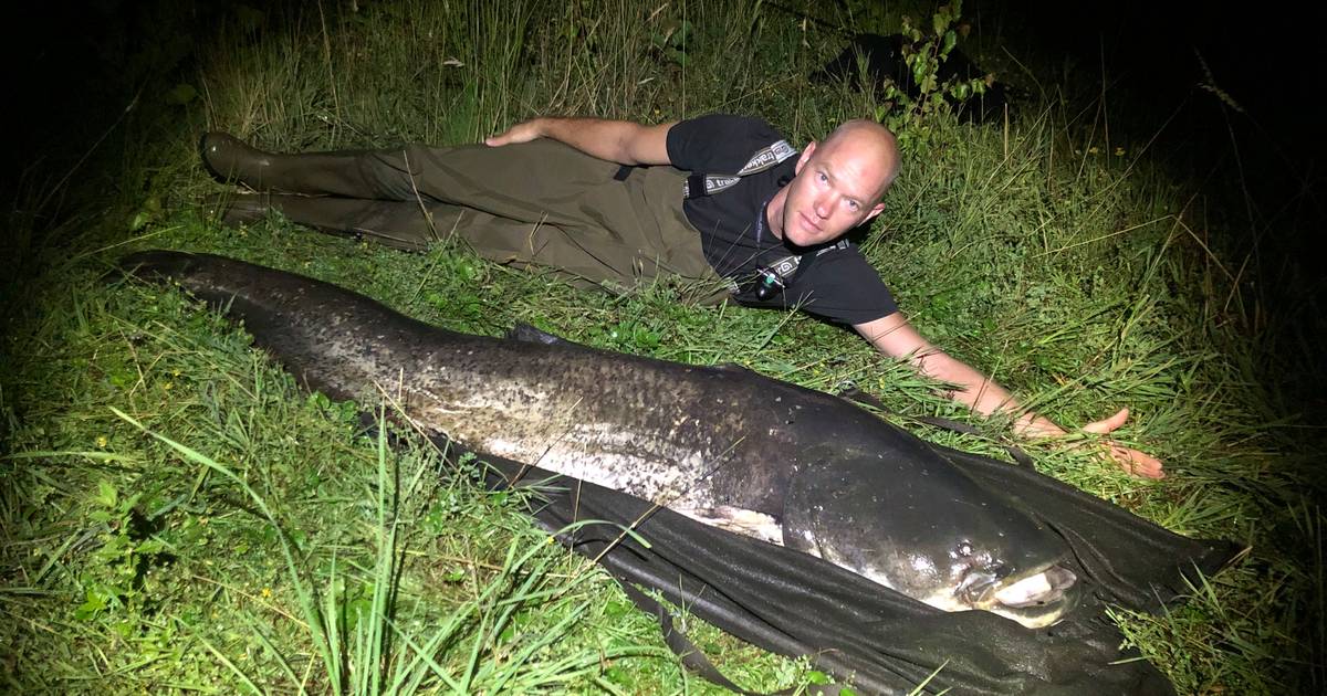 Enschedeër is record alweer kwijt: nog grotere monstervis gevangen ...