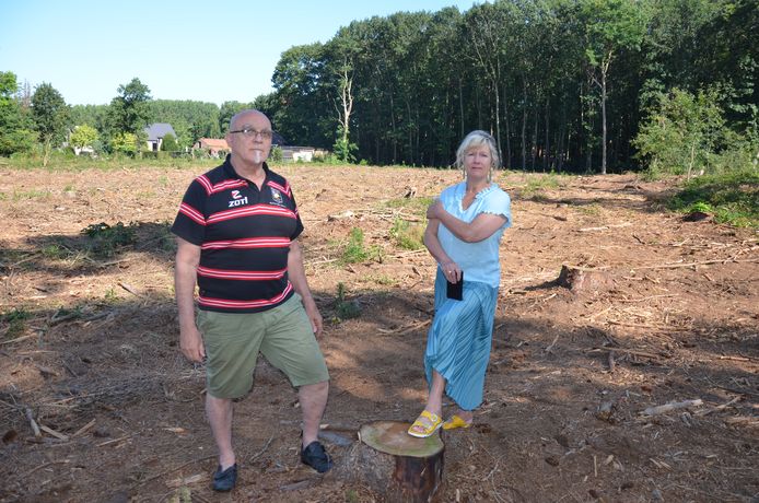 Keverplaag velt naaldbomen in Daknamse Bossen: “Bedreiging voor groen ...
