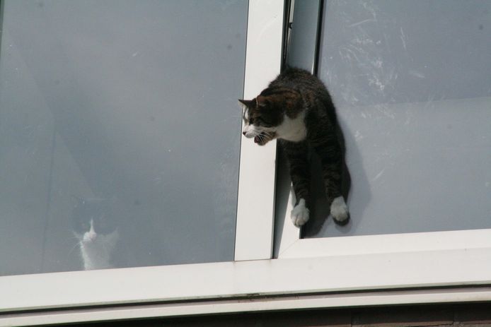 Kiep- en kantelraampjes kunnen dodelijk zijn voor katten: ‘En het is zo ...