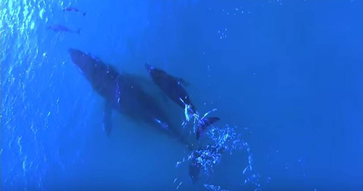 Schattig: mama en baby walvis trekken op met mama en baby dolfijn | Het ...