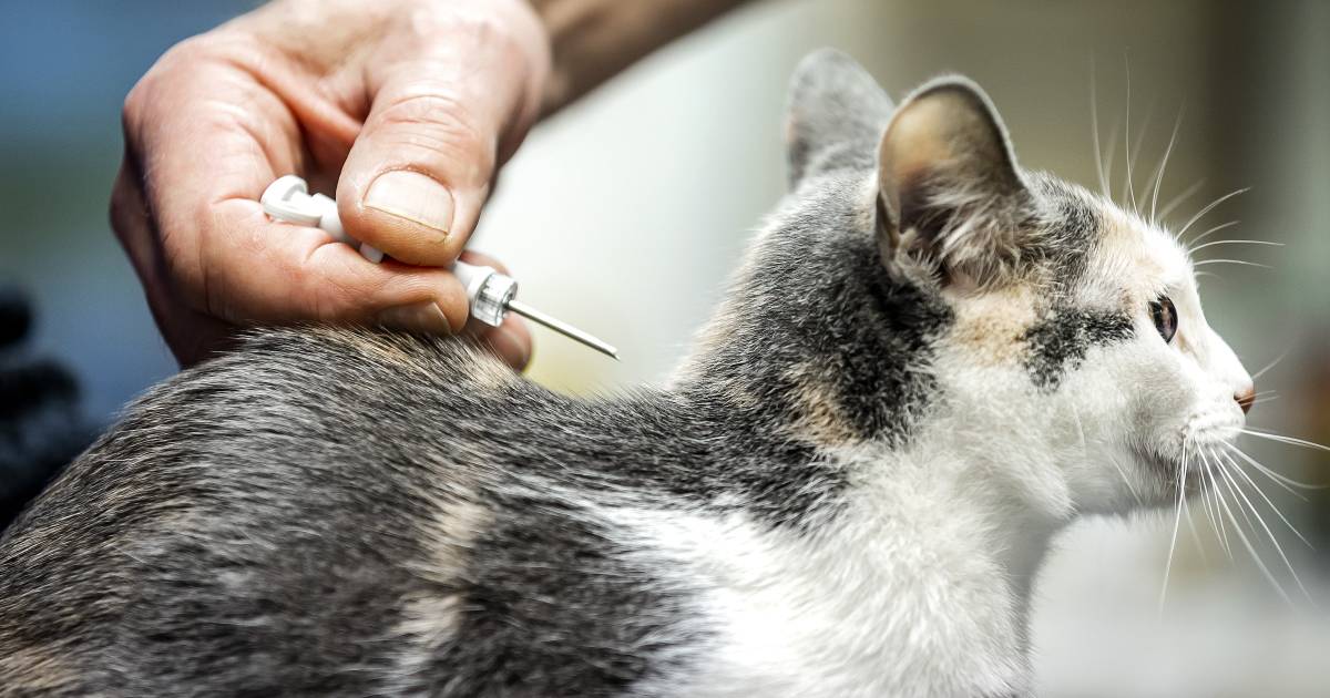 Katten gratis chippen en vrijwilligers die honden uitlaten: Gouda gaat ...