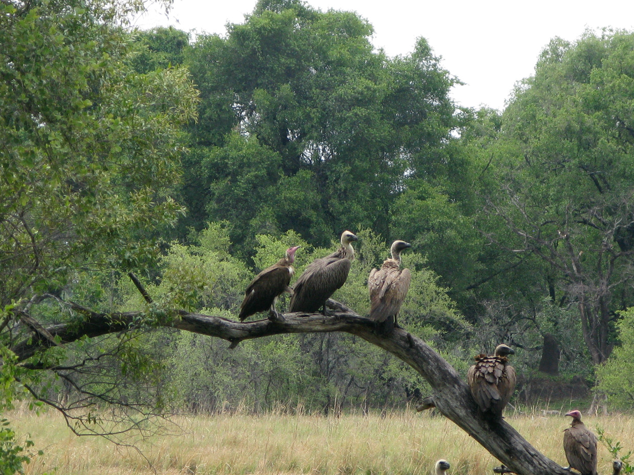 Afrikaanse gieren met uitsterven bedreigd: hun hersens worden opgerookt ...