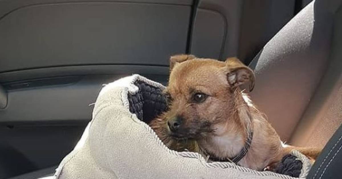 Politie haalt hond uit auto in volle zon bij pretpark Toverland ...