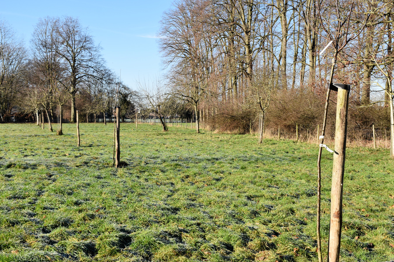 Oude boomgaard nieuw leven ingeblazen | Foto | hln.be