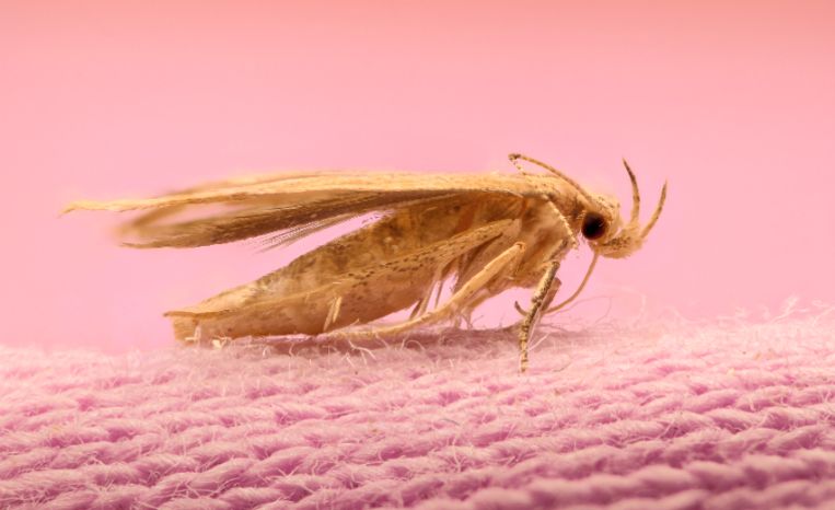 De beste huis-, tuin- en keukentips tegen motten | Libelle