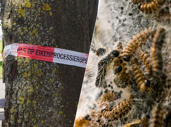 Eikenprocessierups lijkt verdwenen: hoe zit dat? | Home | destentor.nl