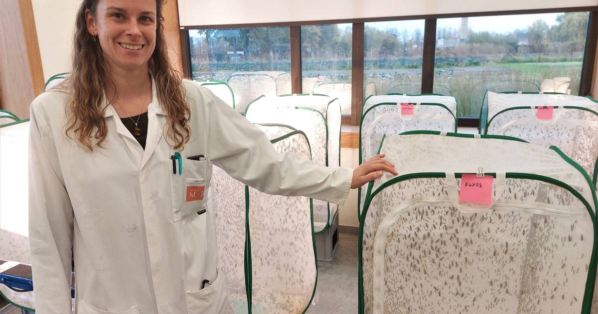 Succesvolle cursus rond insectenkweek en -verwerking van Thomas More ...