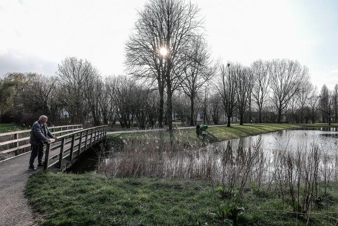 Roeken bouwen tien nieuwe nesten in Zevenaars park Rosorum: ‘Kwestie ...