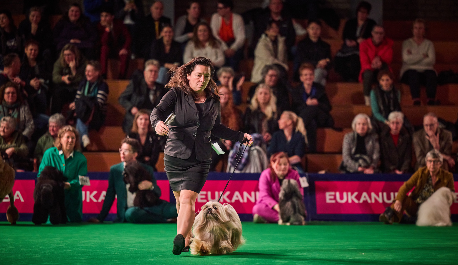 De hondenverkiezing: zielig, of een feest voor mens en dier? ‘Mijn ...