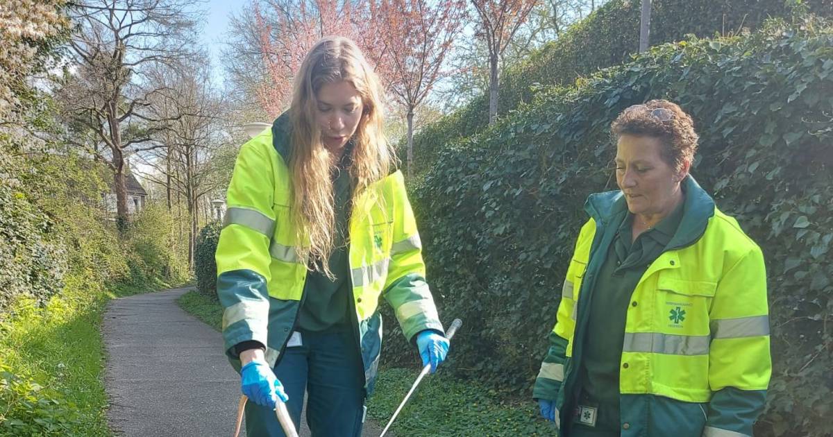 Rode rattenslang kruipt vlakbij school in Rhenen: gevangen door ...