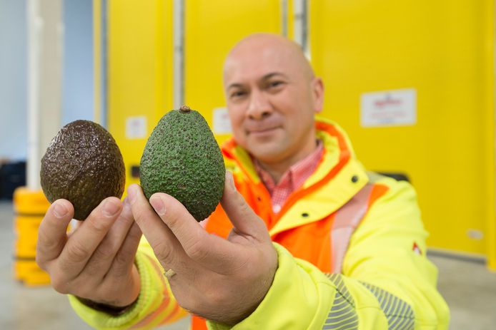Waarom Breda een grote, wereldwijde rol speelt in hippe avocado | Breda ...