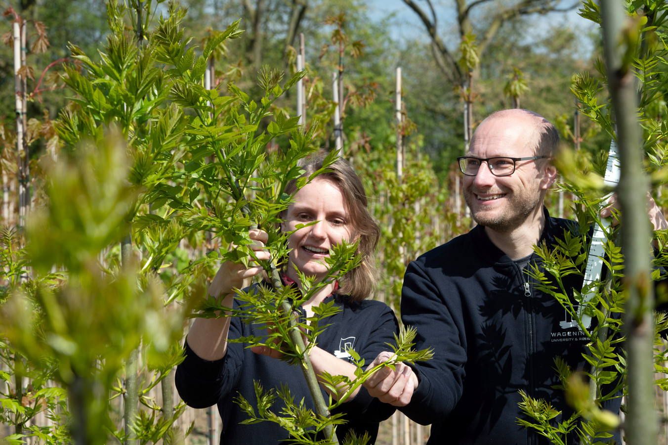 Massale bomenkap door verwoestende schimmel in Nederland (maar er is ...