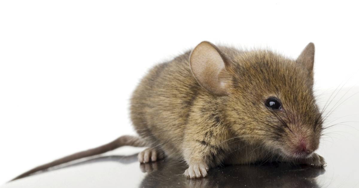 Chileen vindt muizenstaart in hamburger McDonald's | Bizar | hln.be