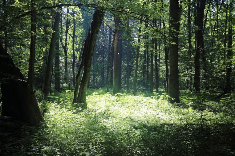 Opnieuw plannen voor houtkap in Pools bos van Bialowieza, het laatste ...