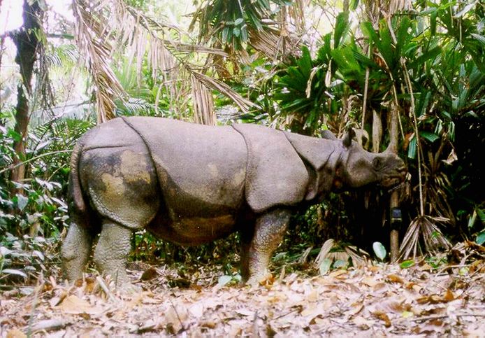 Nieuwe tsunami kan einde van Javaanse neushoorn betekenen | Dieren | hln.be