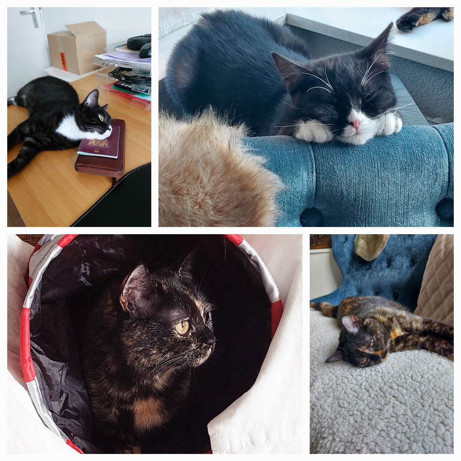 Dit zijn jullie inzendingen van de leukste katten op Wereldkattendag 2023 | Foto | AD.nl