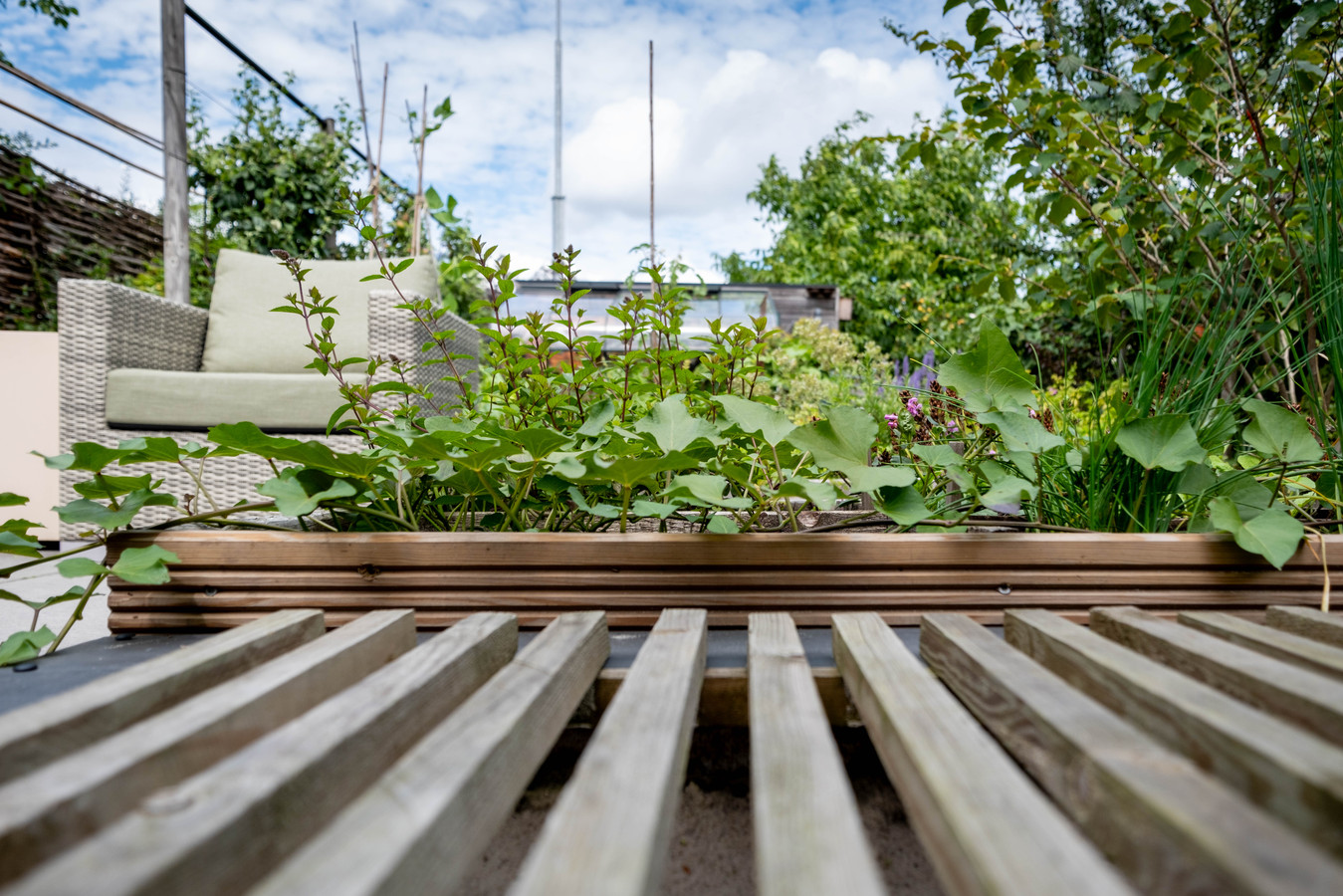 MIJN TUIN. Rit en John toverden kleine stadstuin om tot groene oase vol ...