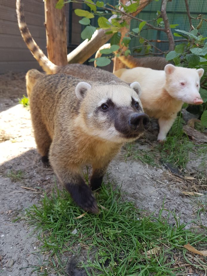 Eerste neusberen in opvang bij MeerZoo Marknesse | Flevoland | destentor.nl