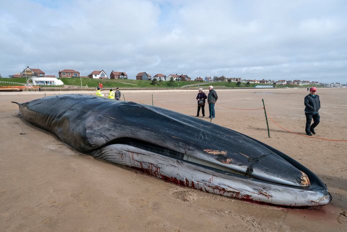 Un rorqual de 30 tonnes échoué sur une plage du Yorkshire en Angleterre ...