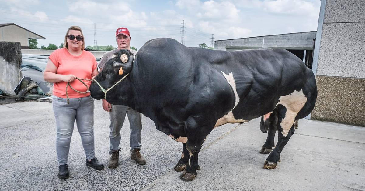 De zwaarste stier van het land? Dat is Ronaldo uit Avelgem, 1633 kg, en ...