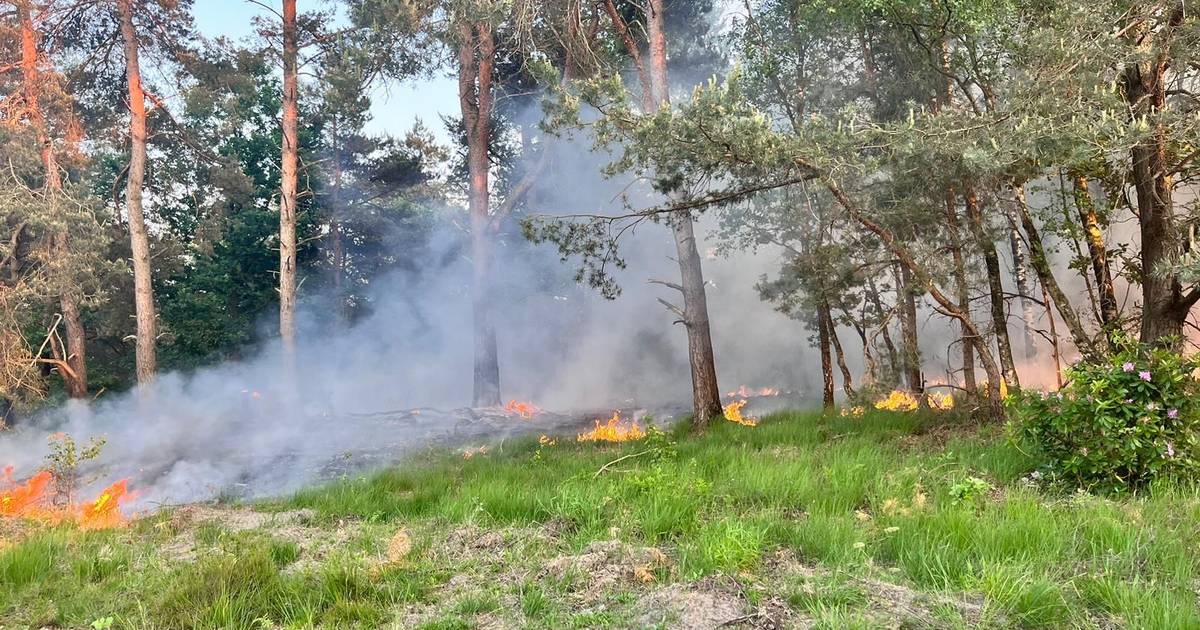 Alerte wandelaar en brandweer voorkomen grote brand op de rand van ...