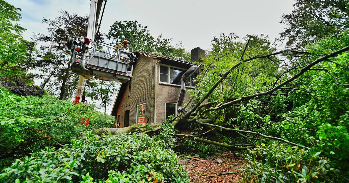 Valwind in Netersel zorgt voor tientallen omgevallen bomen in één ...