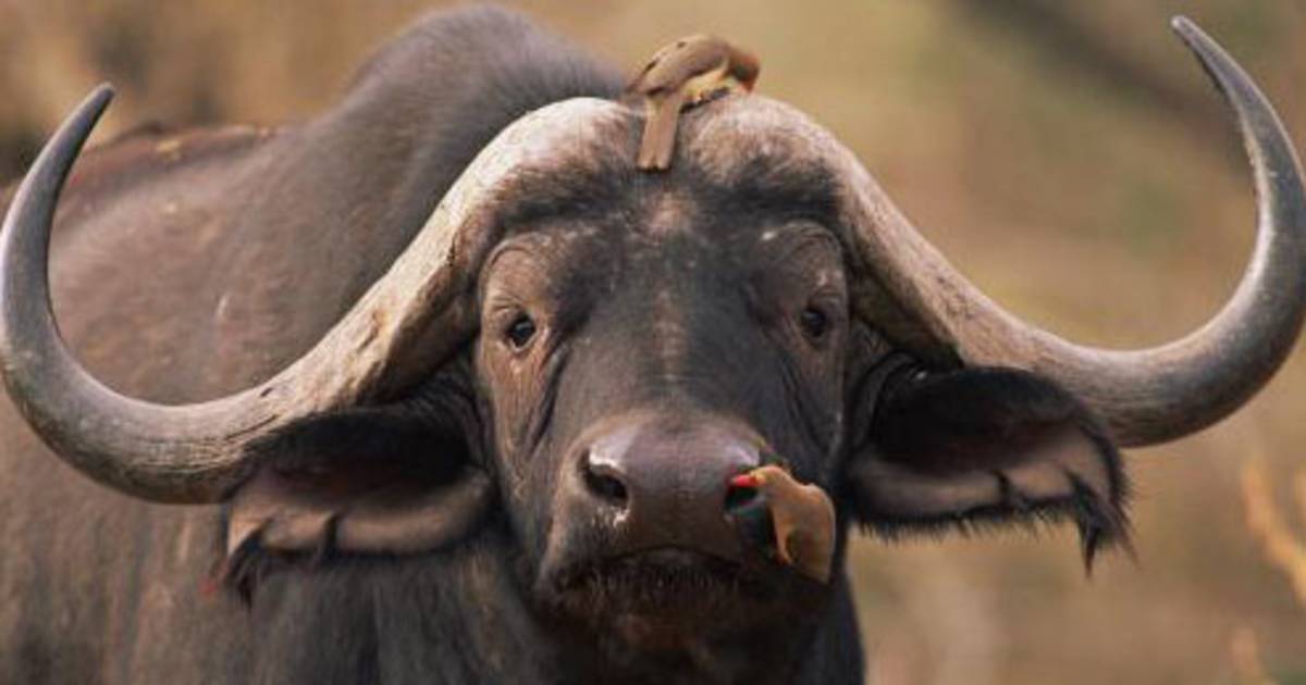 L'année du Buffle, l'année du renouveau | Lifestyle | 7sur7.be