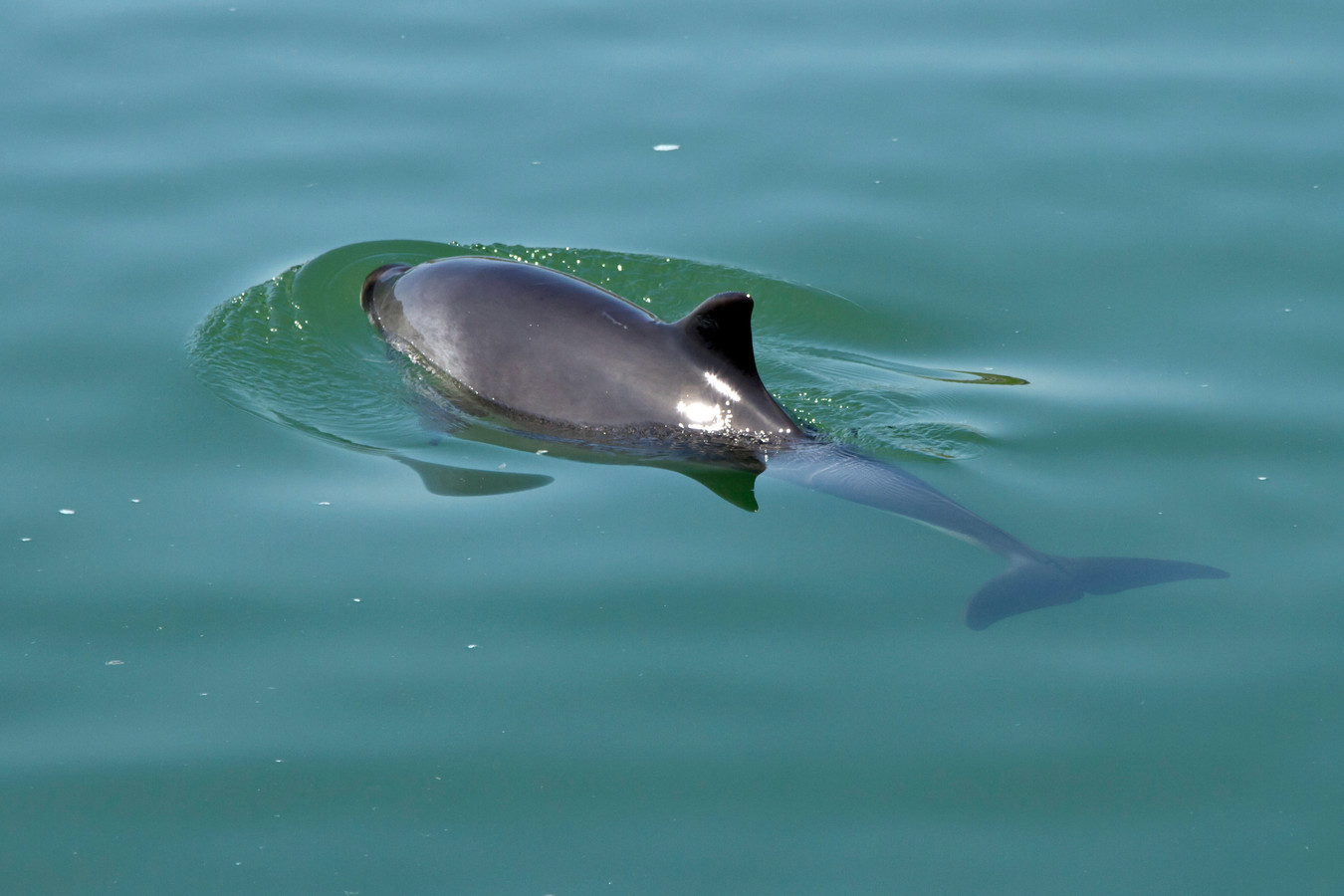 Frank uit Velp is gek van vinnen: ‘Bruinvissen zijn als mensen in een ...