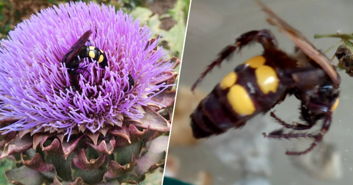 Grootste wesp van Europa nu ook gespot in België | Binnenland | hln.be