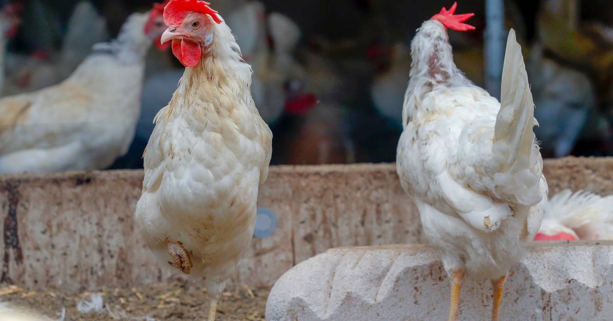 Vogelgriep op pluimveebedrijf in Uden: 46.000 kippen worden geruimd ...