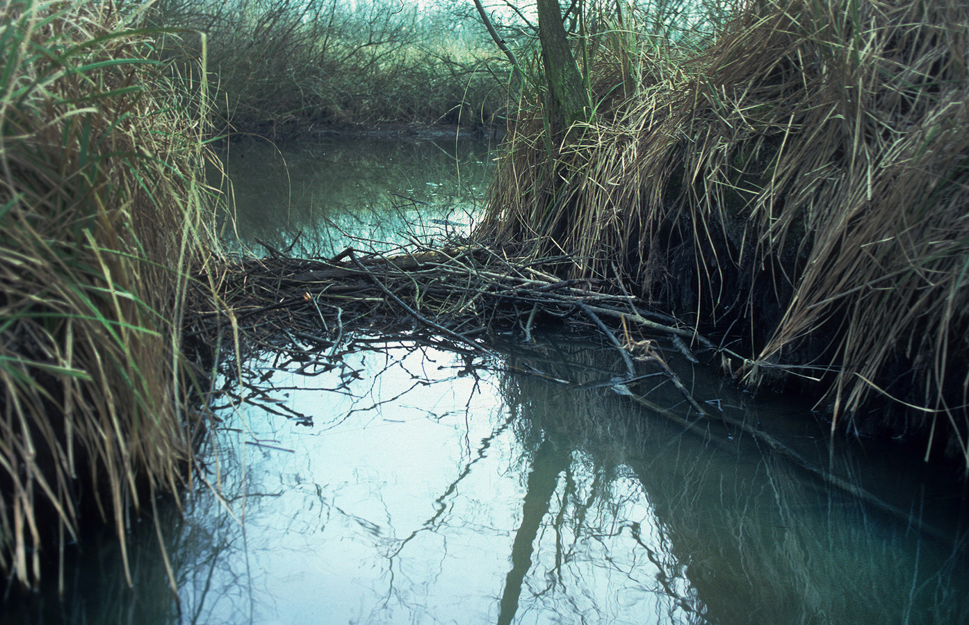 Waarom bouwen de bevers in de Biesbosch nauwelijks dammen? En waarom ...